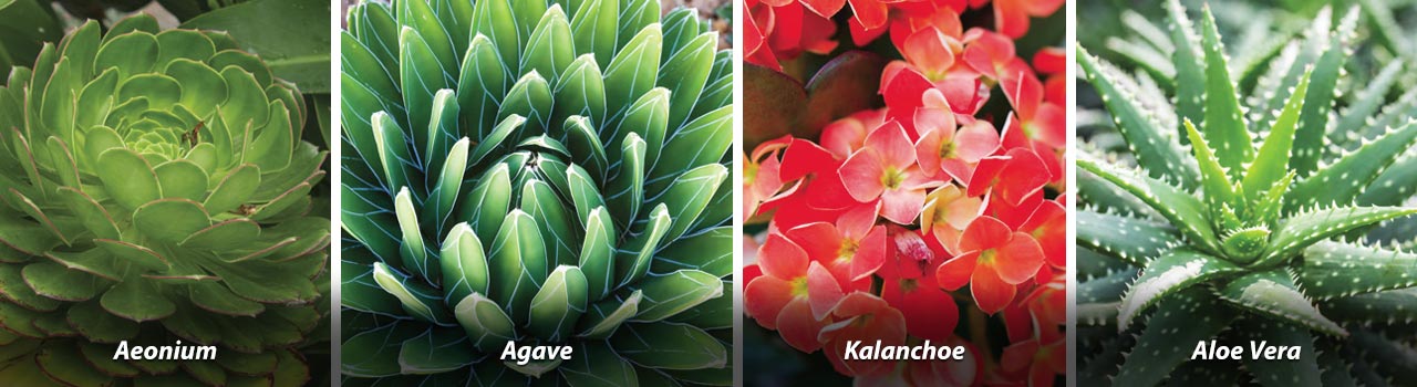 How to Grow Indoor Plants - Easy As Gardening Guide | Mitre 10