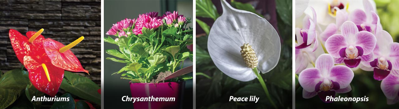 How to Grow Indoor Plants - Easy As Gardening Guide | Mitre 10