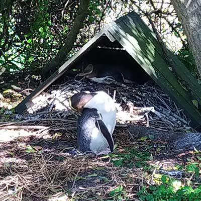 New homes for yellow eyed penguins at the Penguin Place | Mitre 10™