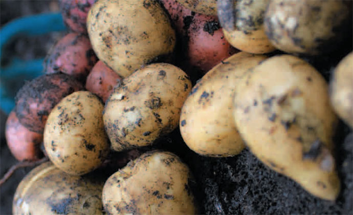 How to Grow Potatoes NZ - Gardening Guides | Mitre 10