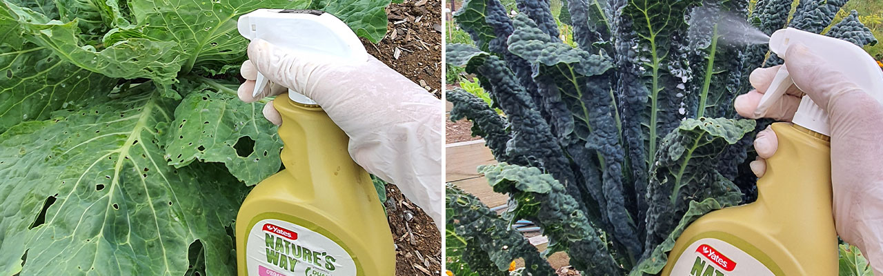 Protect your vegetable crops from pests - From GARDENA and YATES Brand ...