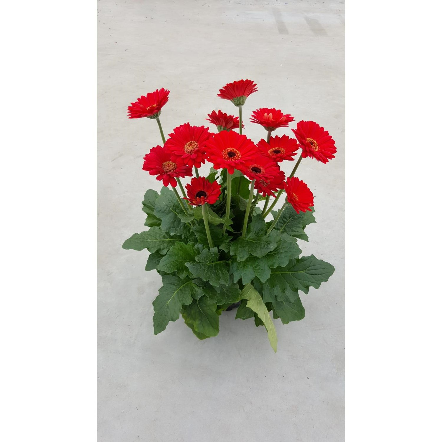 Enrich with Nature Gerbera Garvinea Sweet Love - Sun Perennials | Mitre 10™