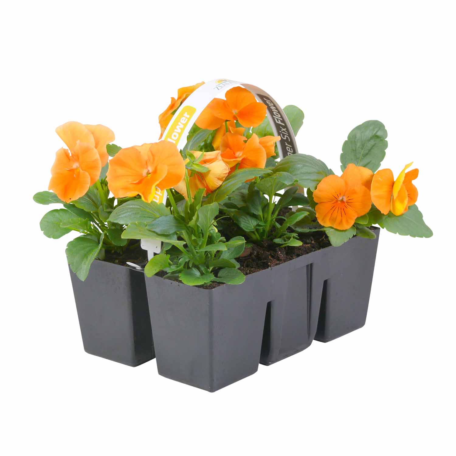 Super Six Pansy - Jumbo Trays | Mitre 10™