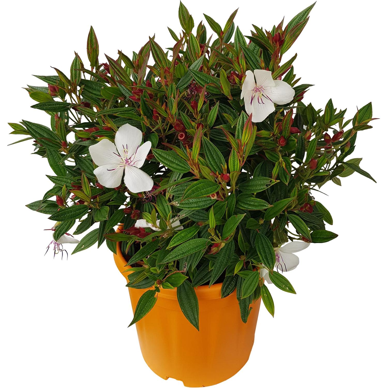 Landscape Stars Tibouchina Peace Baby - General T&S Flowering | Mitre 10™