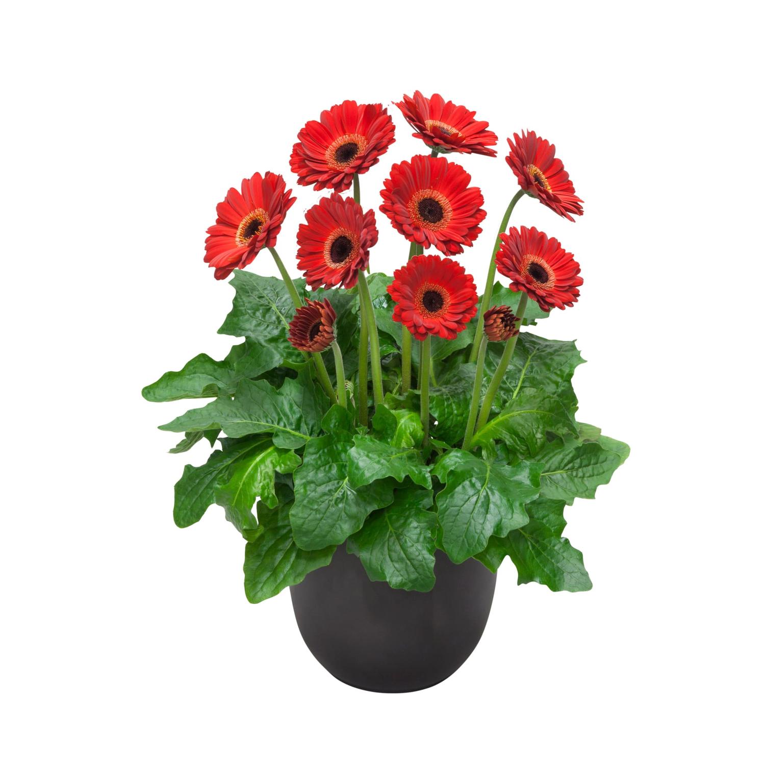 Enrich with Nature Gerbera Garvinea Sweet Love - Sun Perennials | Mitre 10™