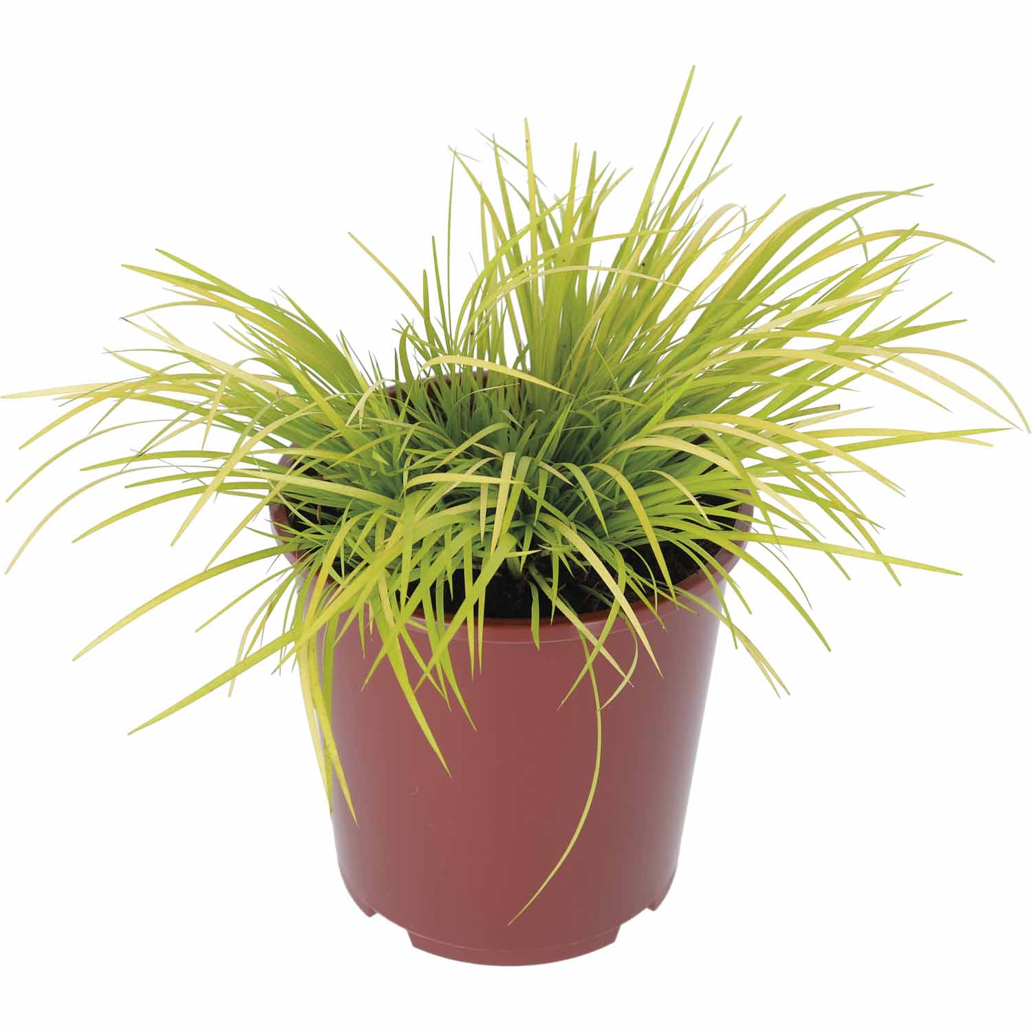 Textured Effect Acorus Mini Gold - Grasses | Mitre 10™