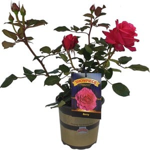 Enrich with Nature Rose Showpiece Berry - Climbing Roses | Mitre 10™