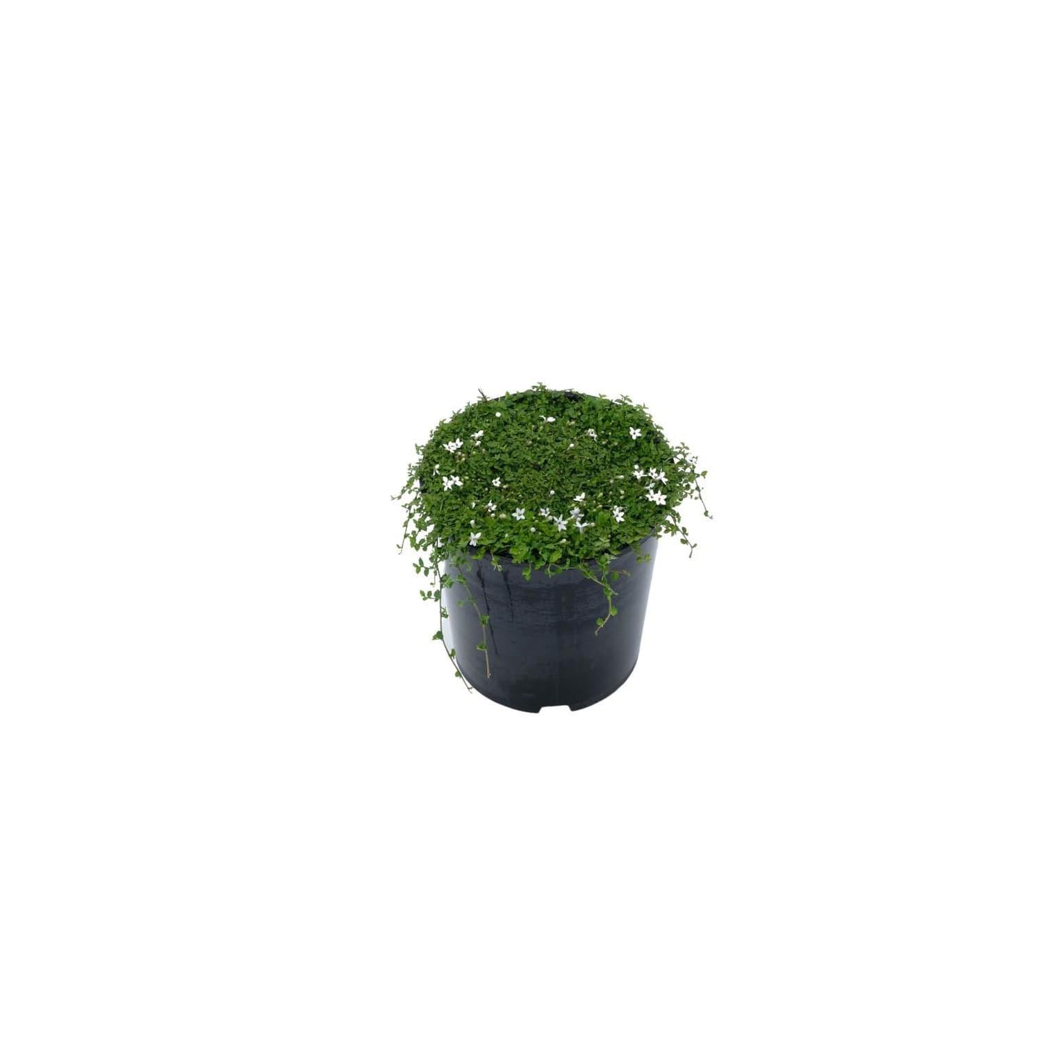 Colour Effects PRATIA PUBERULA ALBA C/E 2L - Ground Cover Foliage ...