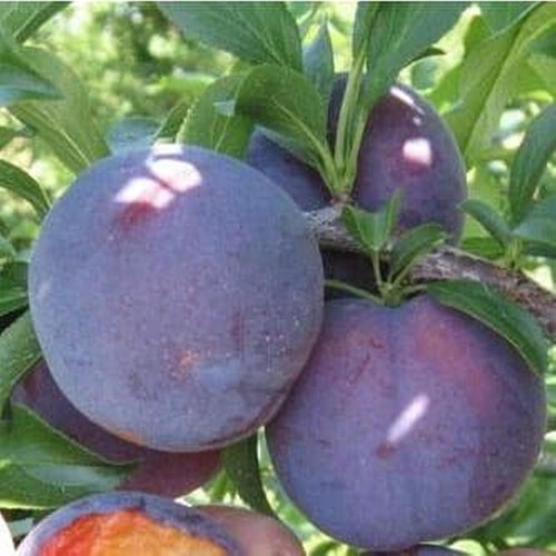 Waimea Plumcot Spring Satin - Fruit | Mitre 10™