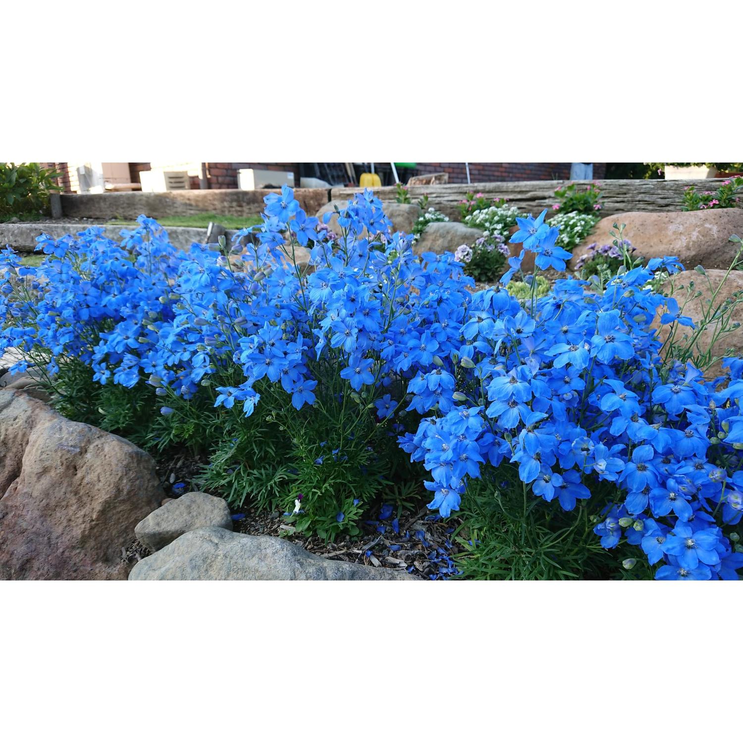 Zealandia Delphinium Cheer - Perennials | Mitre 10™