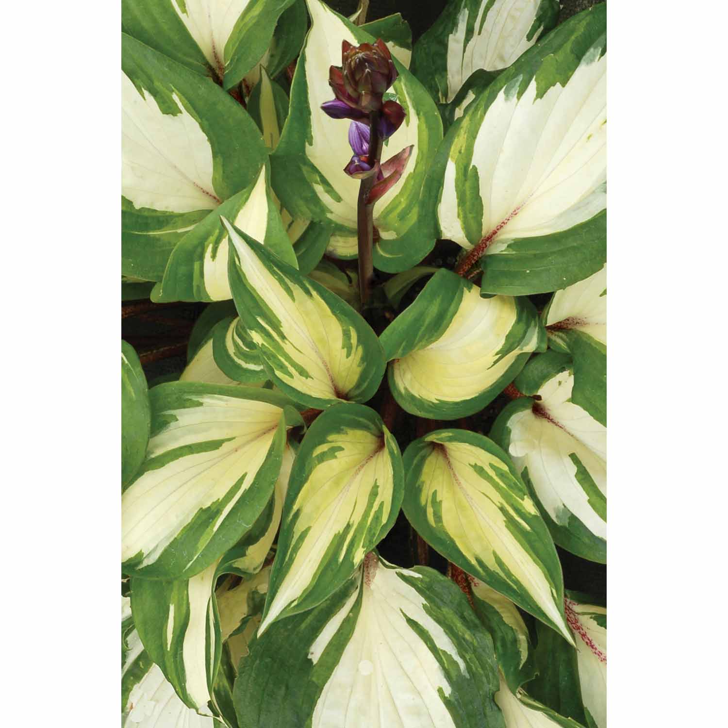 Living Fashion Hosta Raspberry 'Sundae' - Sun Perennials | Mitre 10™