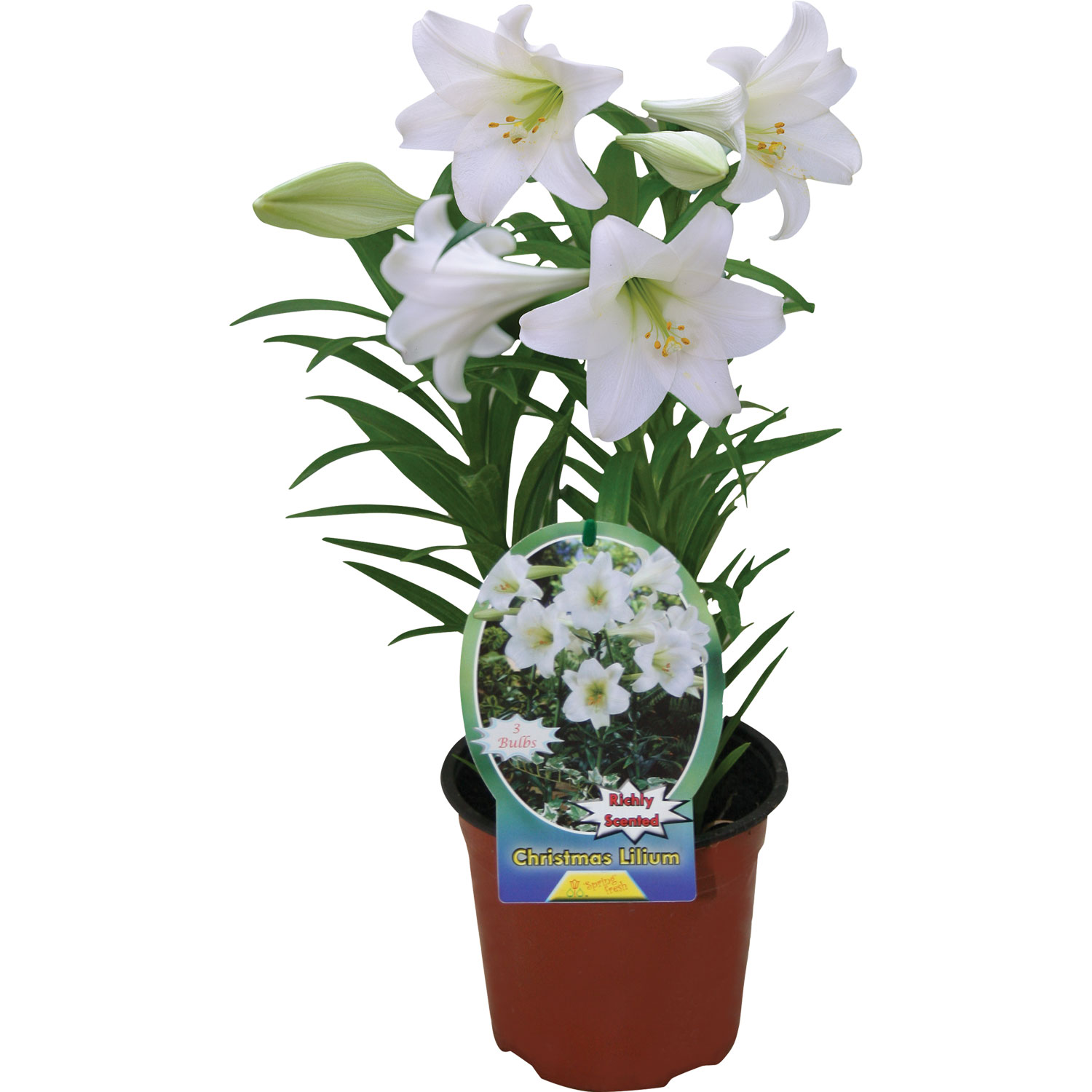 Fiesta Christmas Lily Dwarf - Bulbs In Flower | Mitre 10™