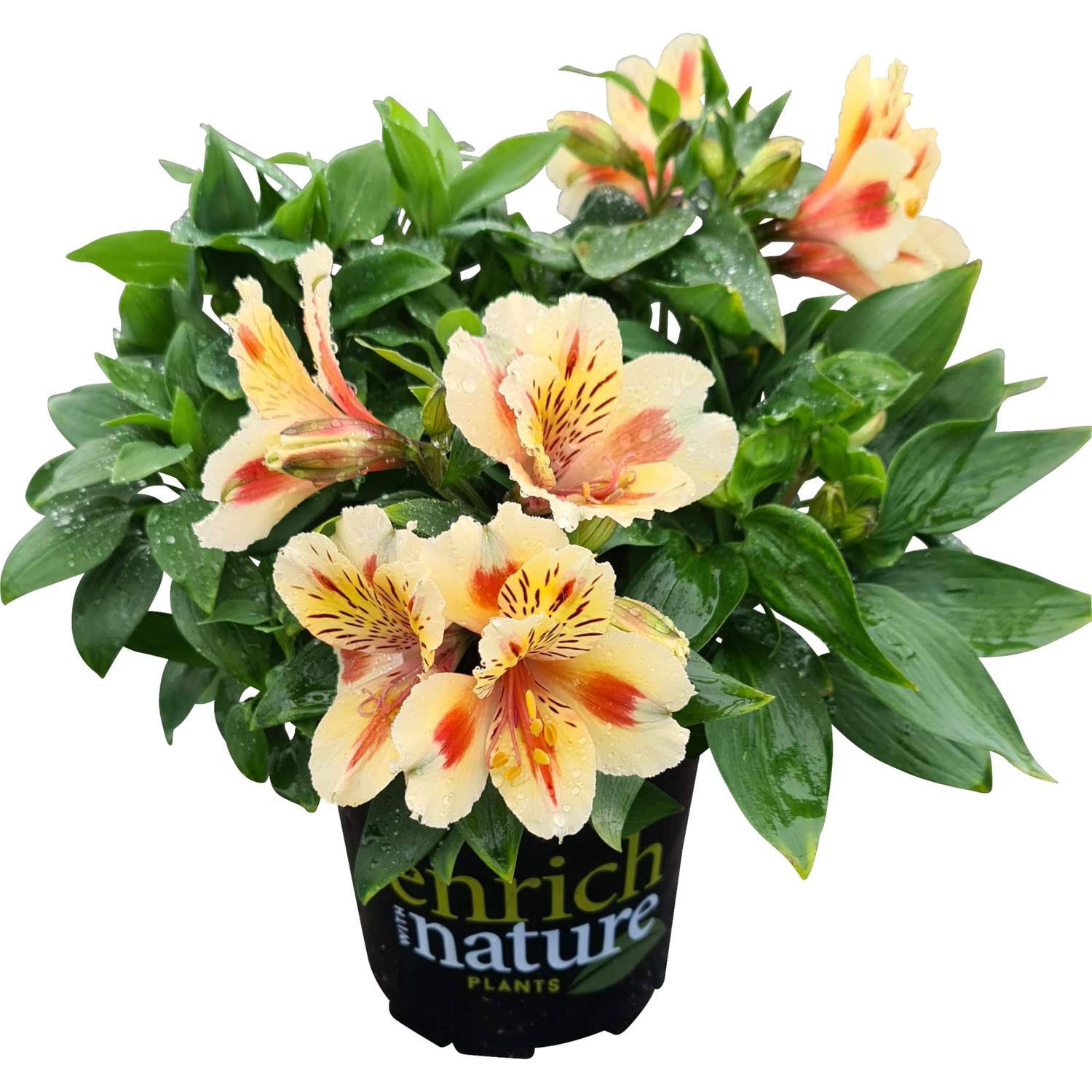 Inticancha Alstroemeria Sunset - Perennials | Mitre 10™