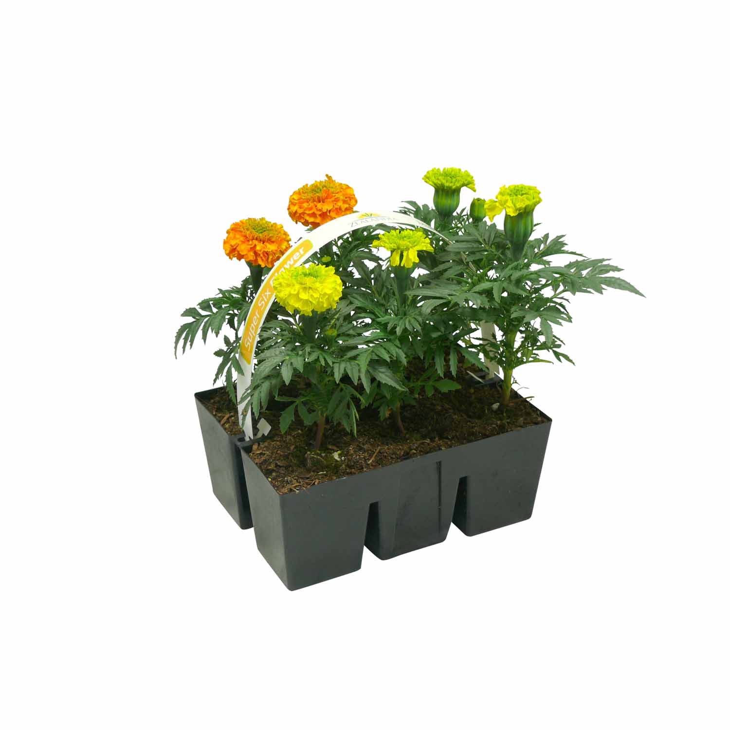 Super Six Marigold Antigua - Jumbo Trays | Mitre 10™