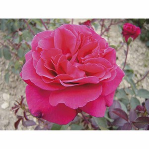 Rose Loving Memory | Bush Roses