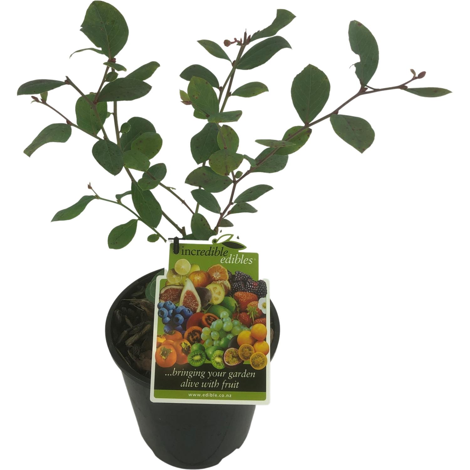 Incredible Edibles Blueberry Tif Blue - Fruit | Mitre 10™