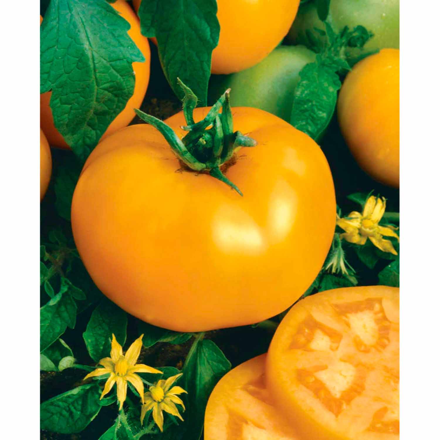 Tomato Golden Low Acid 100mm