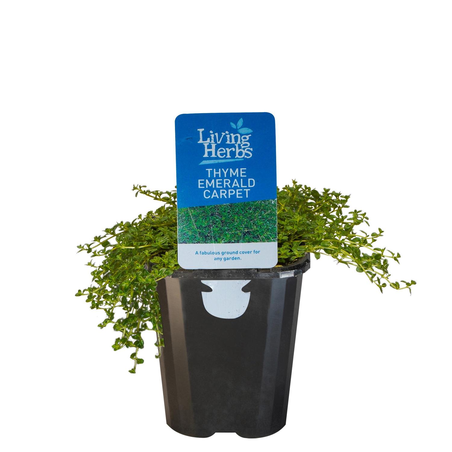 Living Herbs Thyme Emerald Carpet - Herbs | Mitre 10™