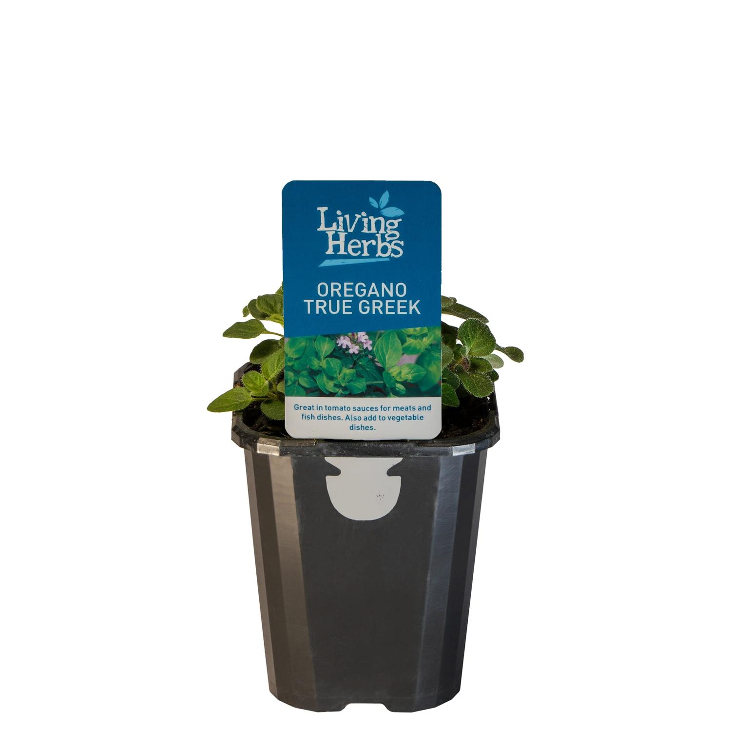 Living Herbs Oregano True Greek - Herbs | Mitre 10™