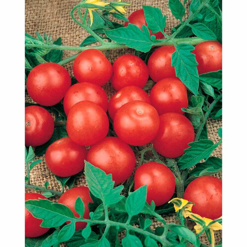 Tomato Patio Prize 100mm
