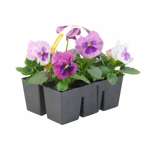 Super Six Pansy - Jumbo Trays | Mitre 10™