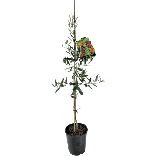 Incredible Edibles Olive El Greco | Mitre 10™