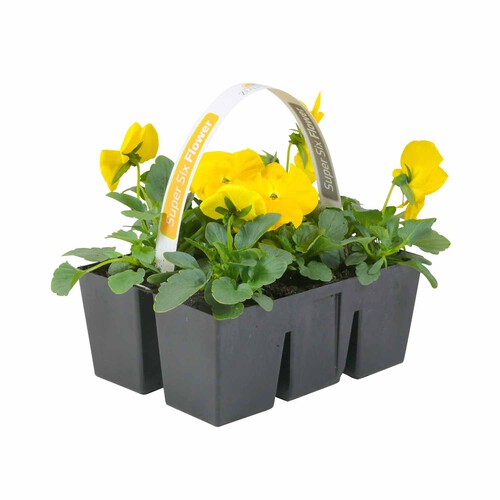 Super Six Pansy - Jumbo Trays | Mitre 10™