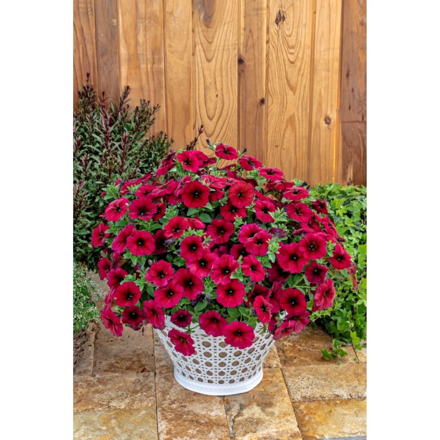 Gardening Solutionz Petunia BeautiCal - Perennials | Mitre 10™