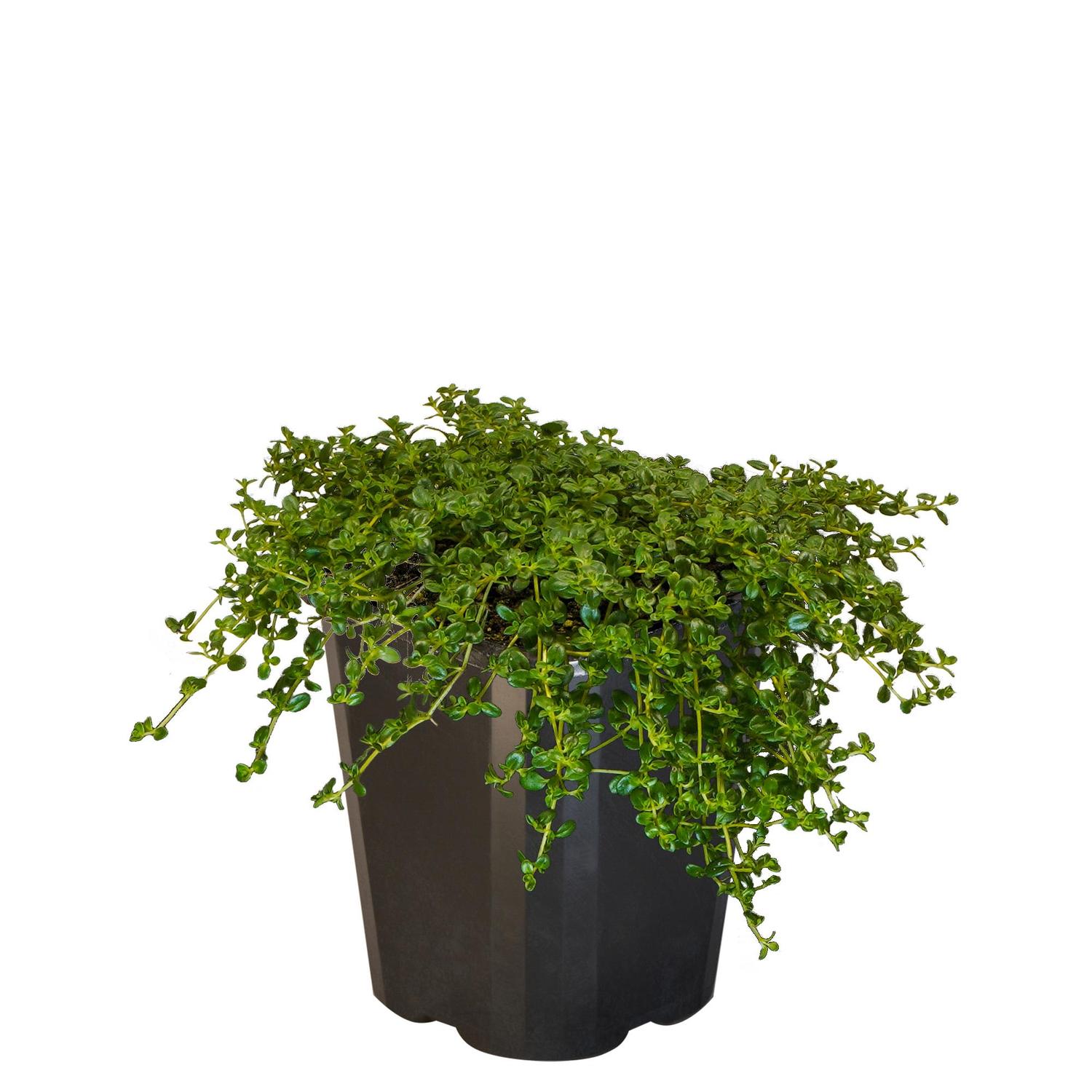 Living Herbs Thyme Emerald Carpet - Herbs | Mitre 10™