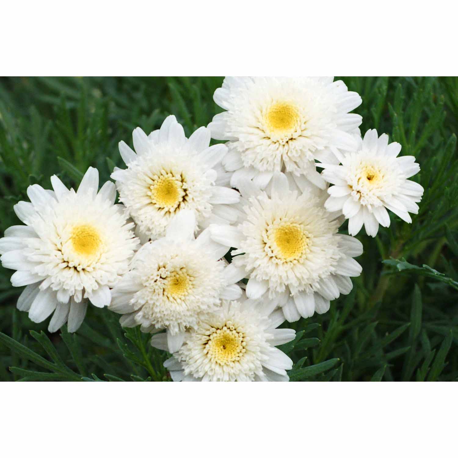 Living Fashion Federation Daisy Sugar and Ice - Sun Perennials | Mitre 10™