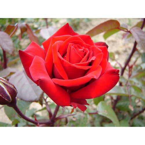Southern Roses Rose Bush Crimson Bouquet - Bush Roses | Mitre 10™