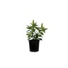 Tesselaar Daphne Perfume Princess - Azaleas | Mitre 10™