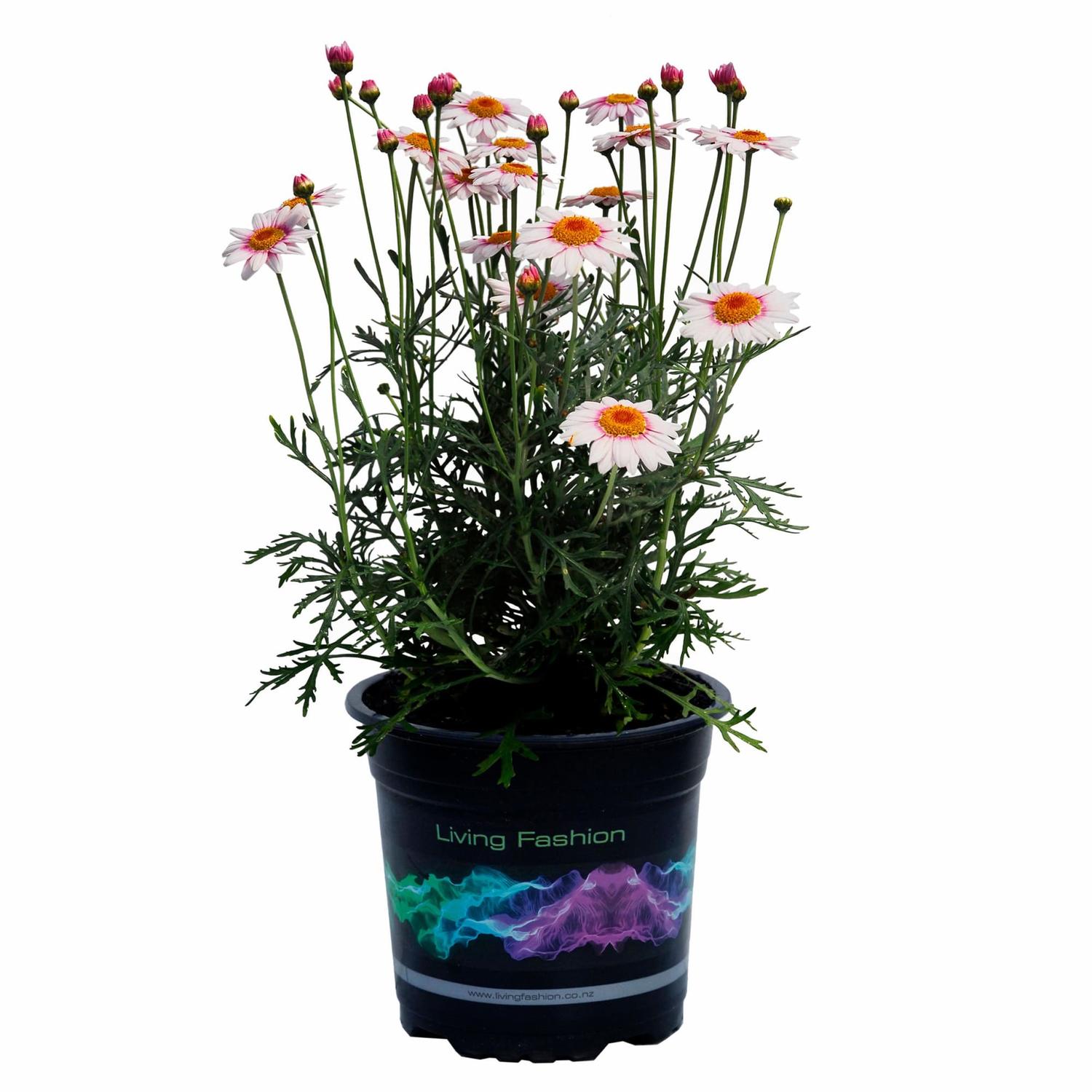 Living Fashion Federation Daisy Simply Barbie - Perennials | Mitre 10™