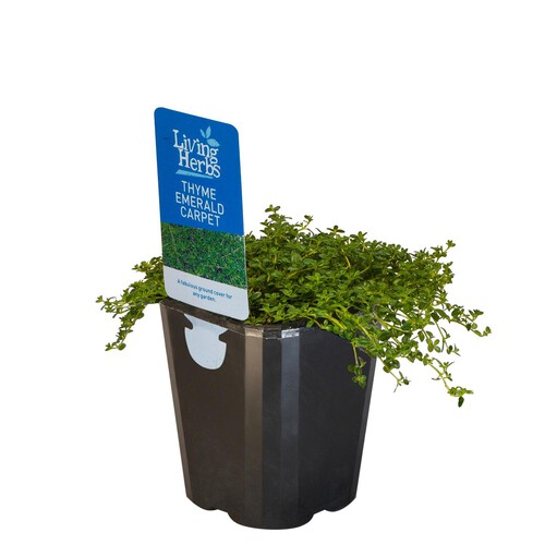 Living Herbs Thyme Emerald Carpet - Herbs | Mitre 10™