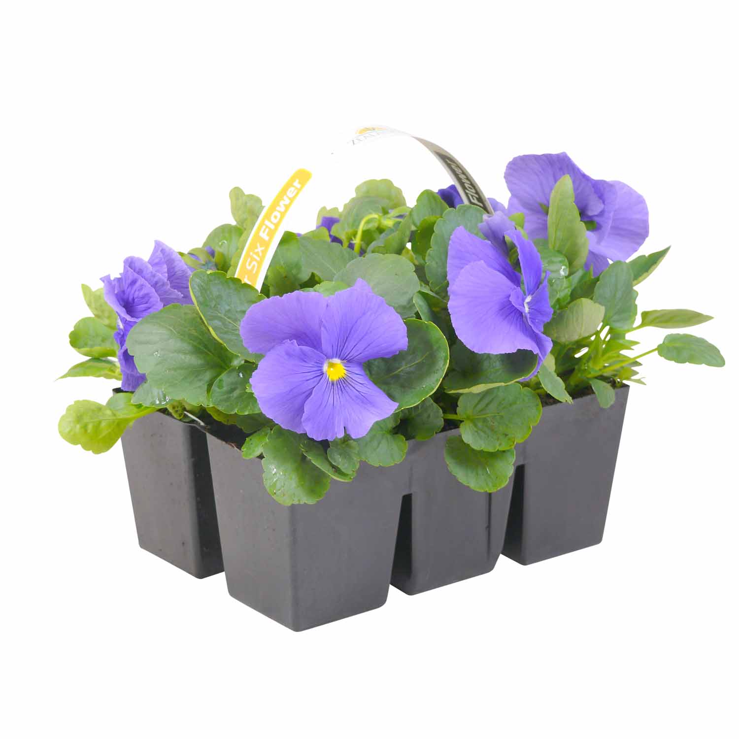 Super Six Pansy - Jumbo Trays | Mitre 10™