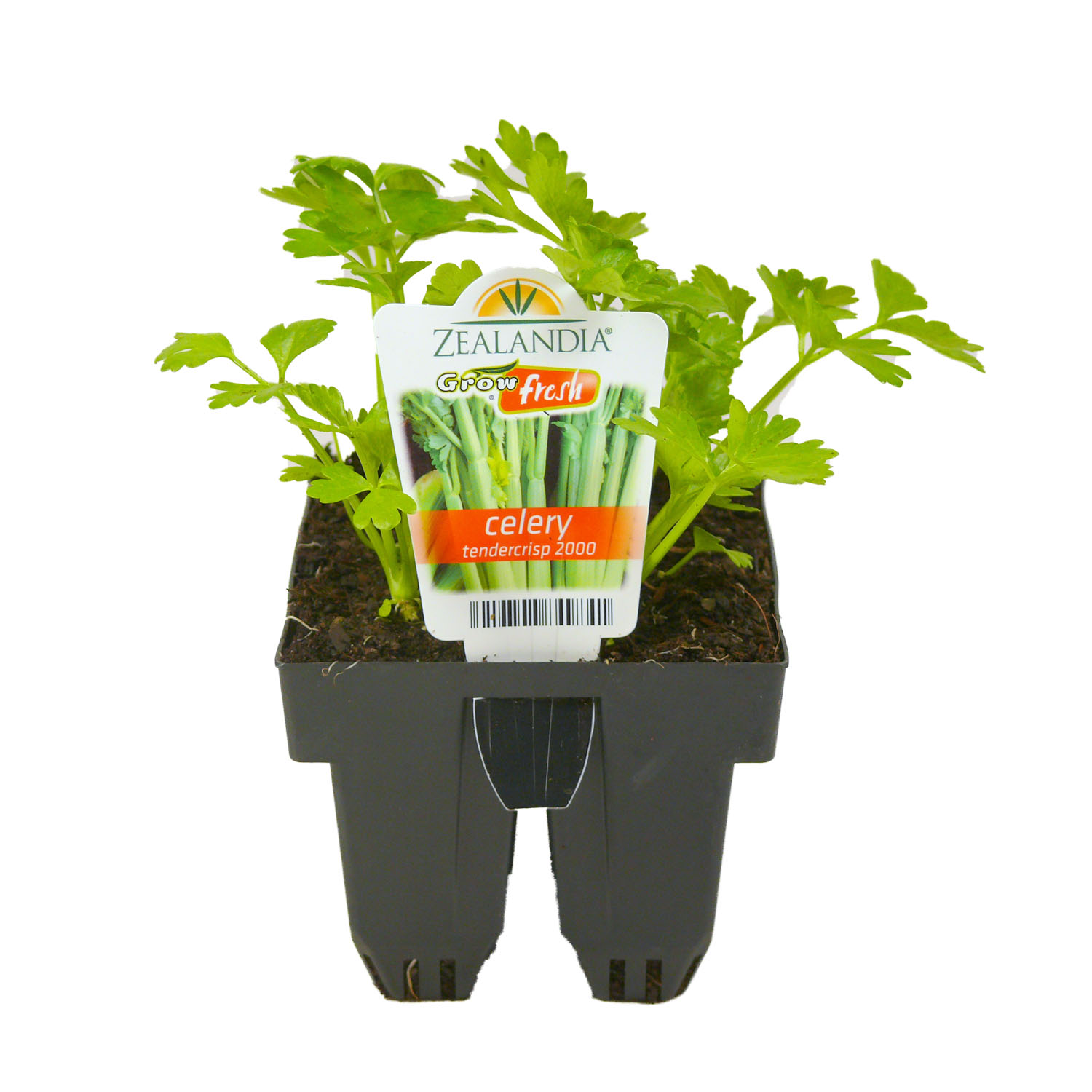 Celery Tendercrisp 2000 Pack of 6
